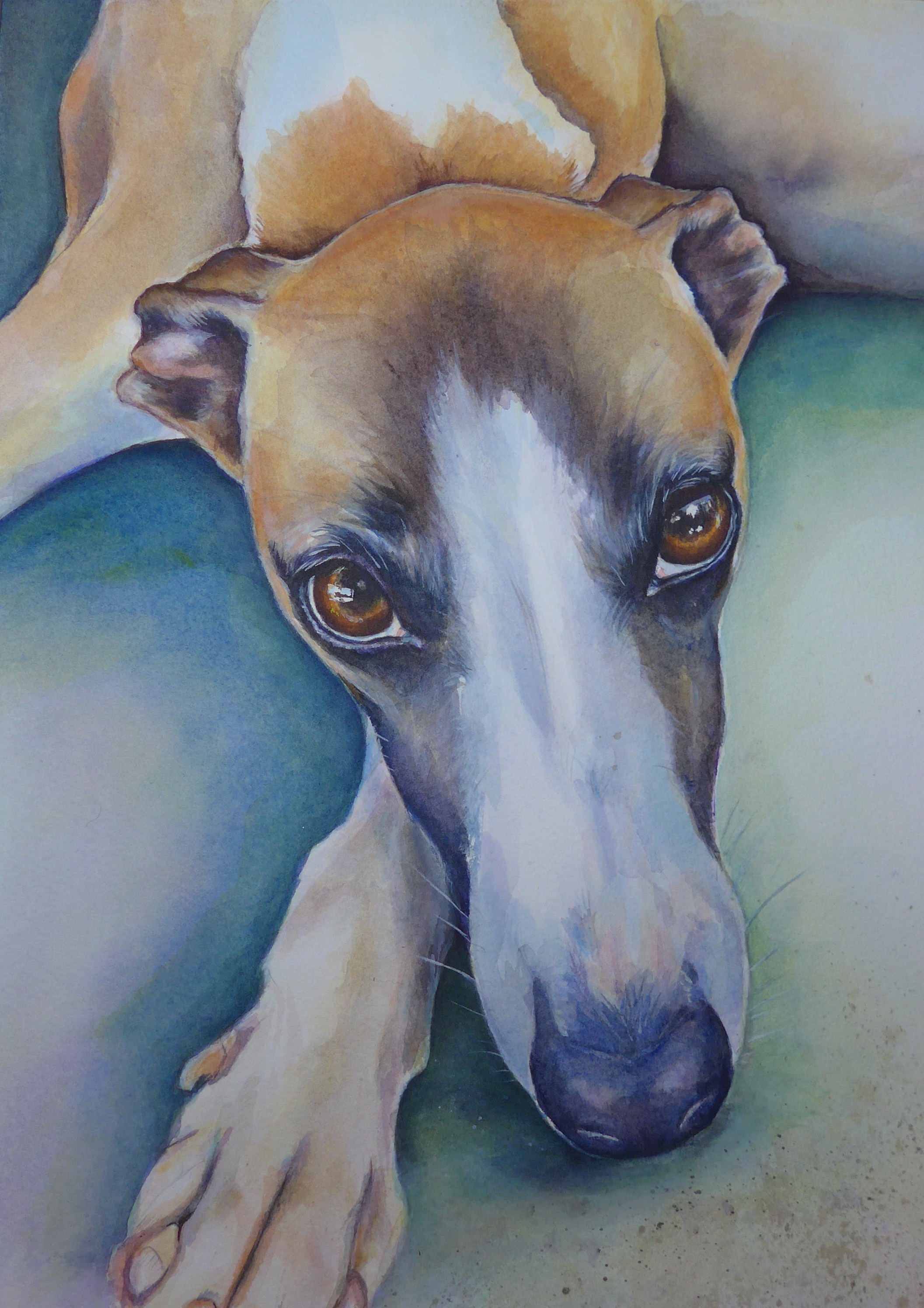 Whippet Pet Portrait – In Four Stages | Diane Young Artist